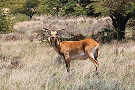 Lechwe Marsh Antelope Karfu Swamp - Free photo on Pixabay