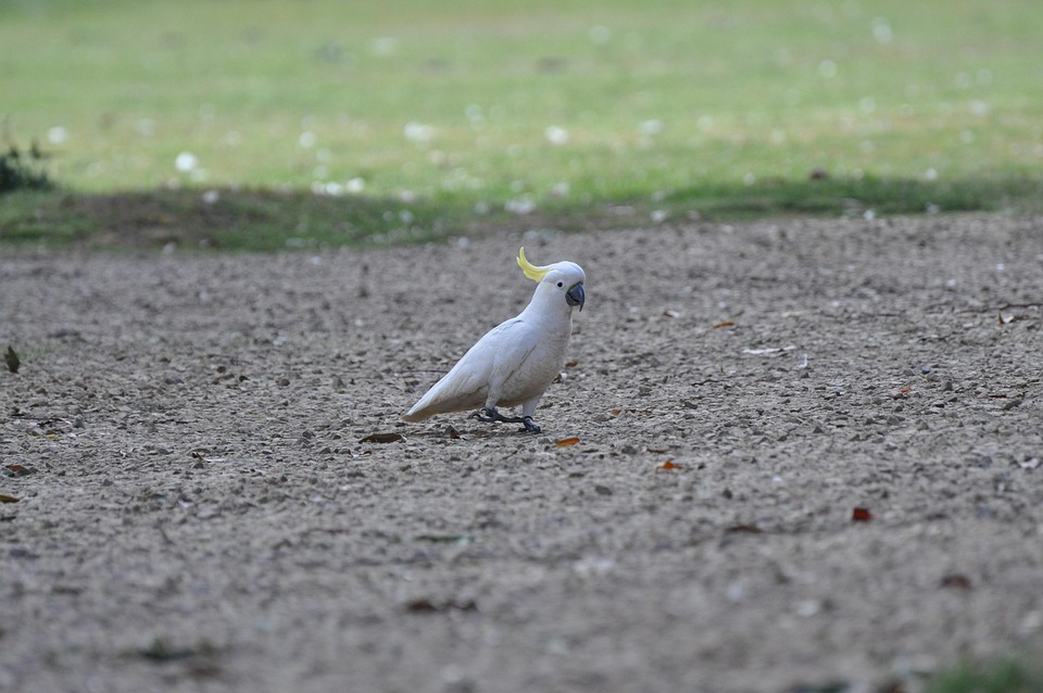 Cockatoo Birds Sulphur-Crested - Free photo on Pixabay - Pixabay