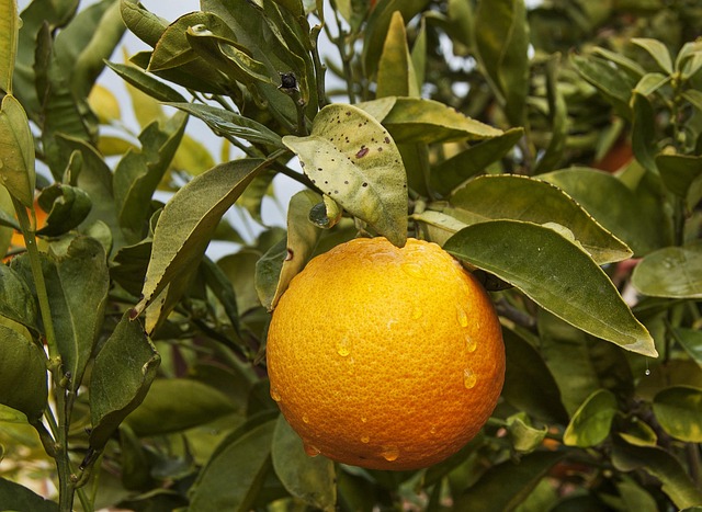 Orange Water Droplets Tree - Free photo on Pixabay - Pixabay