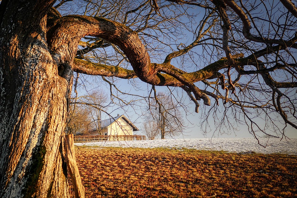 Baum Acker Ast - Kostenloses Foto auf Pixabay