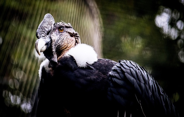 Rapace Oiseaux De Proie Oiseau - Photo gratuite sur Pixabay - Pixabay