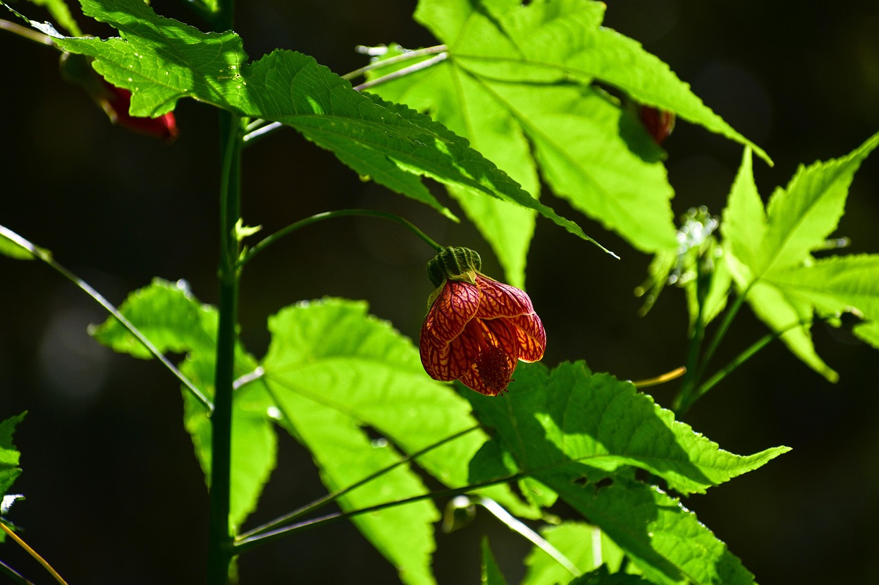 Fleur De Bell Le Printemps - Photo gratuite sur Pixabay - Pixabay
