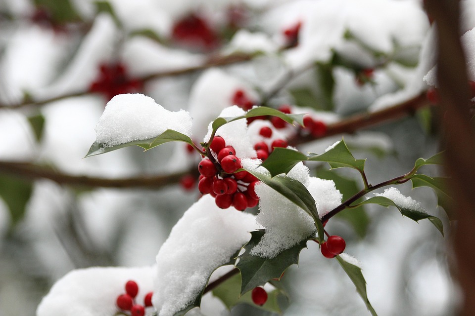 Llex Aquifolium Common Holly - Free photo on Pixabay - Pixabay