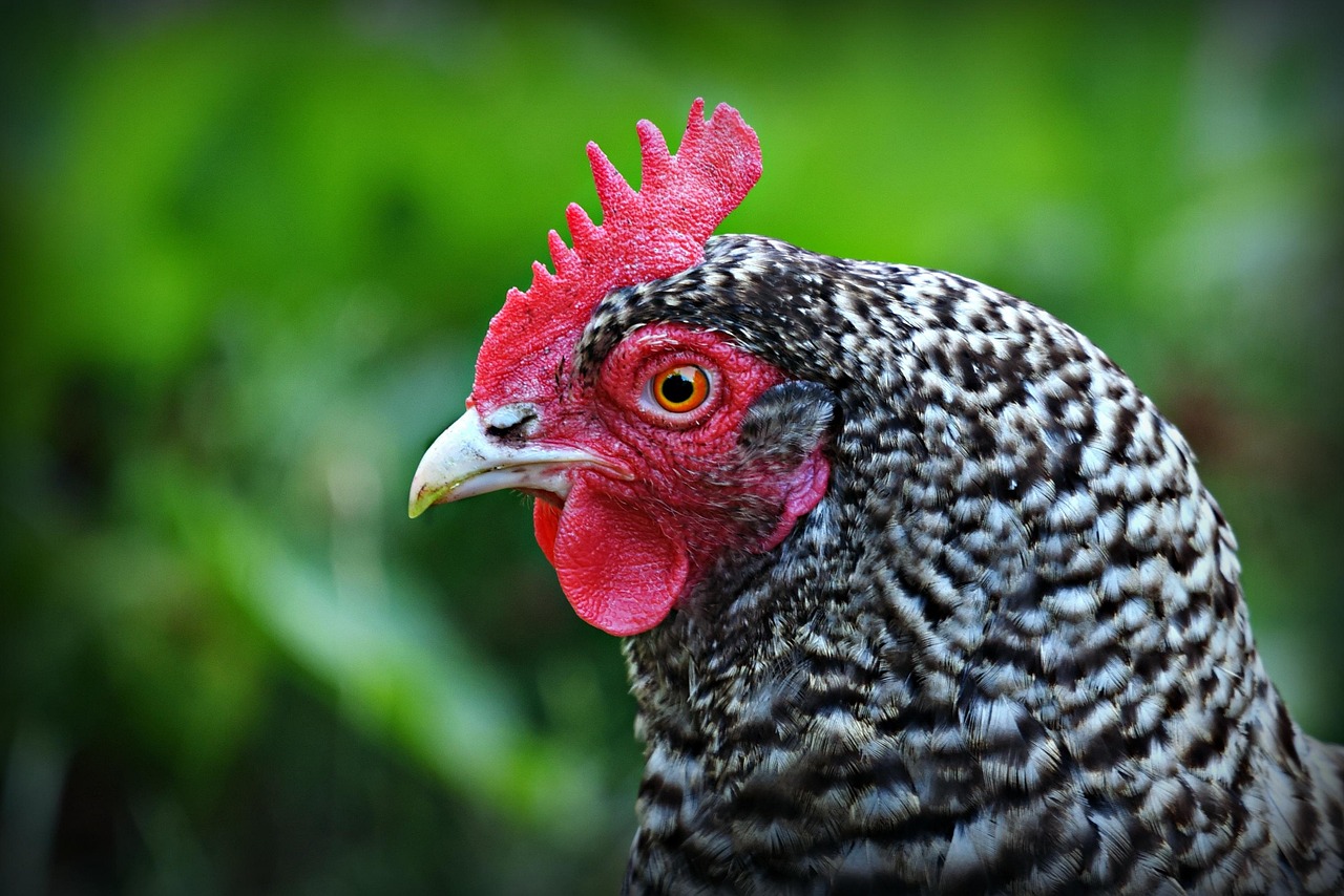 1,000+ Free Roosters & Chicken Images - Pixabay