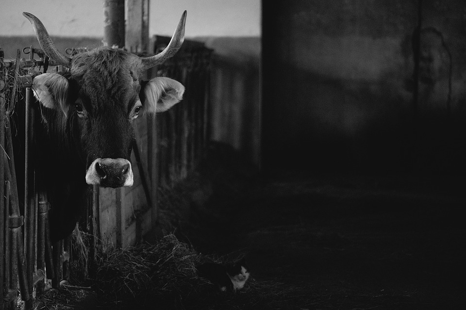 Cow Barn Animal - Free photo on Pixabay - Pixabay