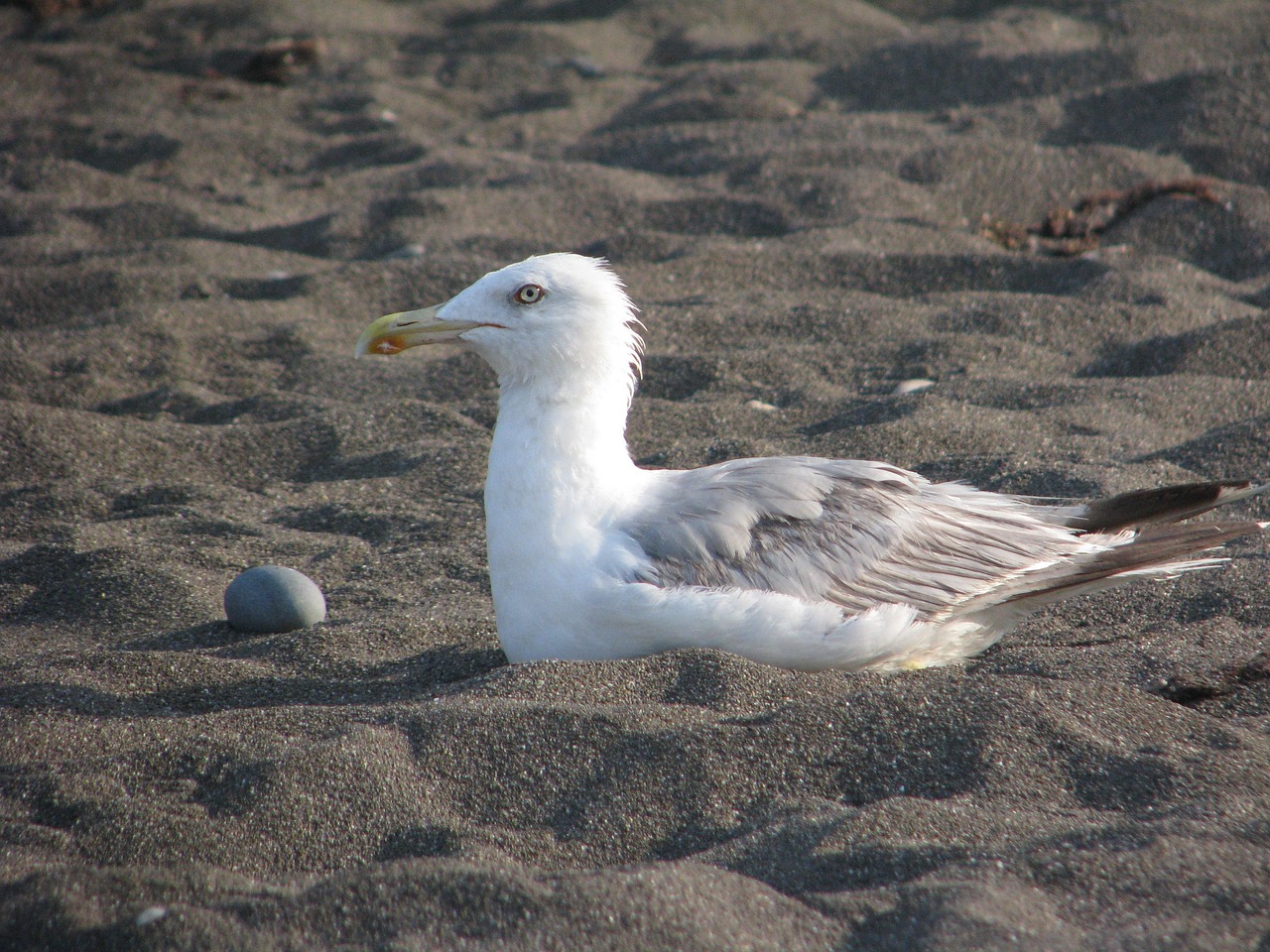Seagull Sand Beach - Free photo on Pixabay - Pixabay