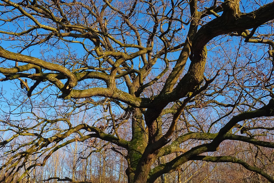 Paisaje Árbol Naturaleza Viejo - Foto gratis en Pixabay - Pixabay