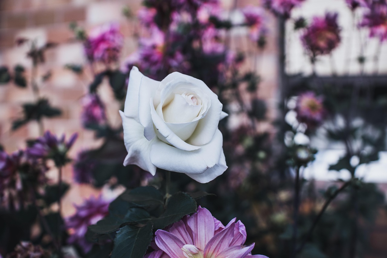 7+ Free Rosaler & Rosales Images - Pixabay