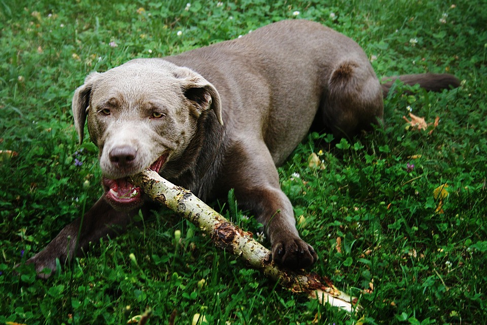 Dog Meadow Branch - Free photo on Pixabay