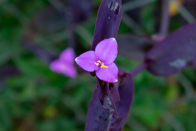 Roxa Flor Natureza - Foto gratuita no Pixabay - Pixabay