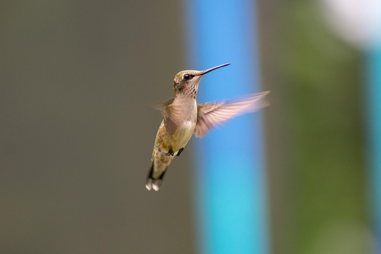 Plus de 100 images de Colibris Tropical et de Colibri - Pixabay
