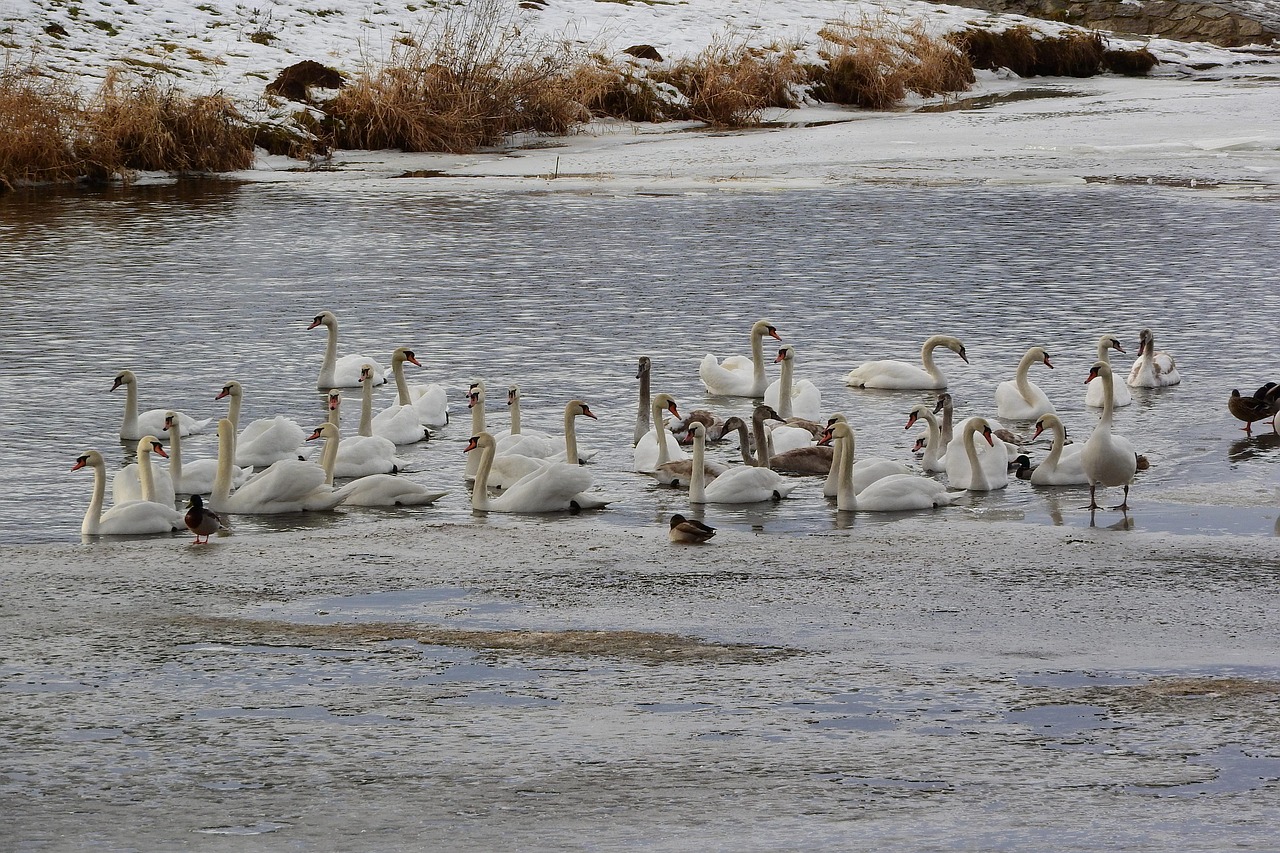 Swans On The Winter River - Free photo on Pixabay
