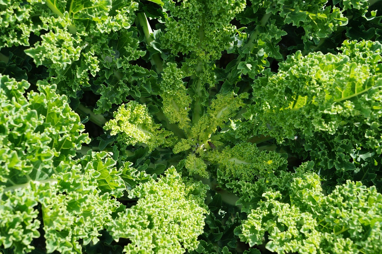 Kale Healthy Vegetables - Free photo on Pixabay