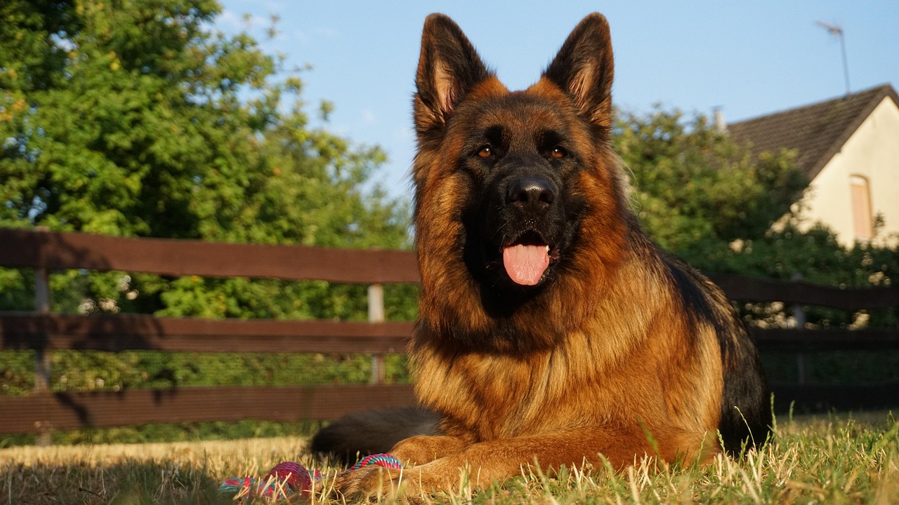 Perro Pastor Alemán - Foto gratis en Pixabay - Pixabay