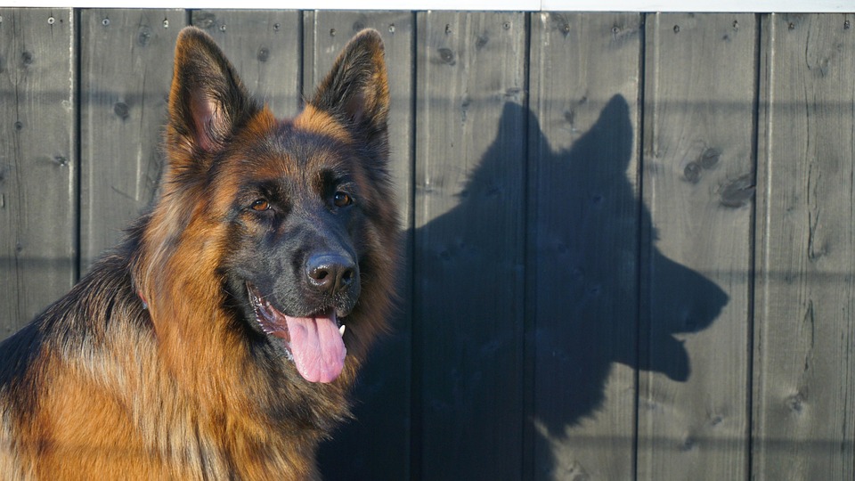 Chien De Berger Race - Photo gratuite sur Pixabay
