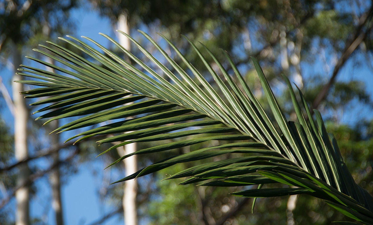 Palme Bangalow-Palme Wedel - Kostenloses Foto auf Pixabay - Pixabay