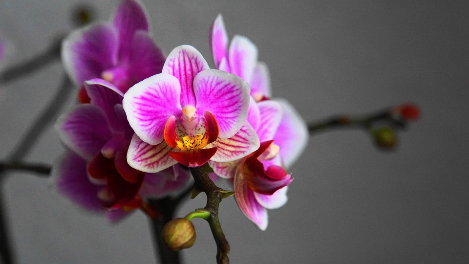 Orchidée Fleurs Bourgeon - Photo gratuite sur Pixabay