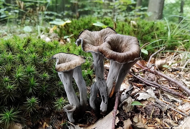 Champignons Champignon Forêt Vers - Photo gratuite sur Pixabay - Pixabay