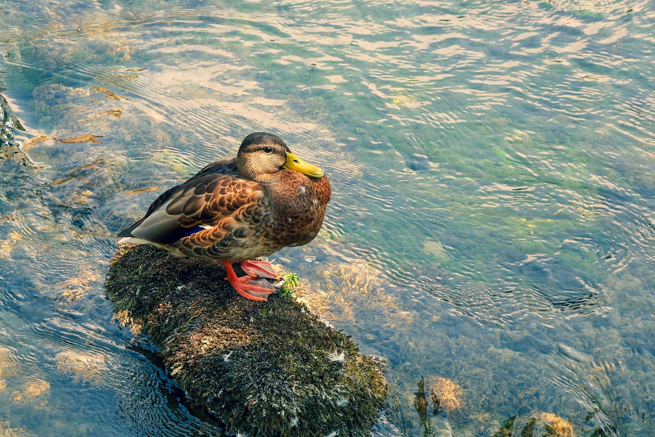 100+ Free Duck Rest & Nature Images - Pixabay