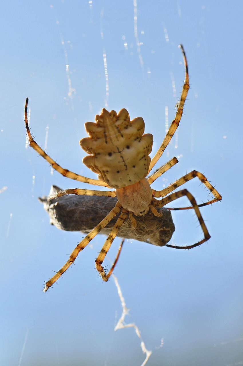 La Comida De Araña Insecto - Foto gratis en Pixabay - Pixabay