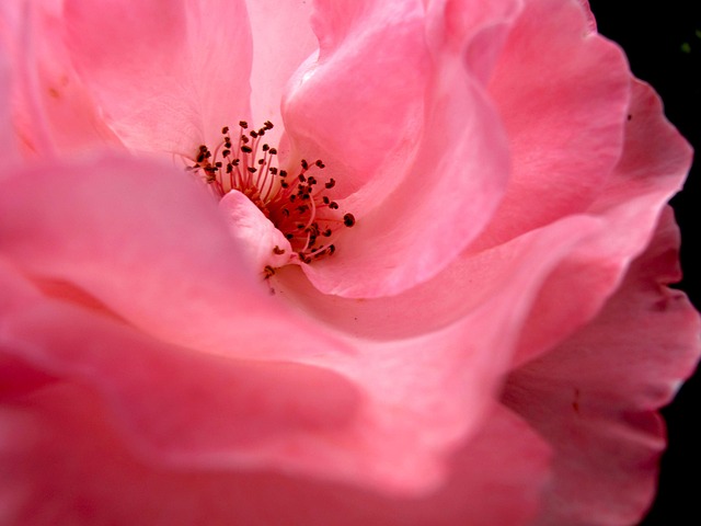 Rose Flor Natureza - Foto gratuita no Pixabay - Pixabay