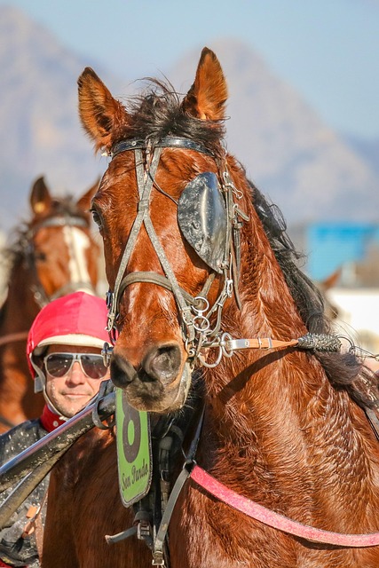 Les Chevaux Racing Trot - Photo gratuite sur Pixabay - Pixabay