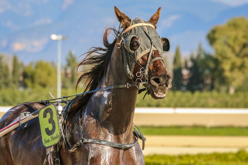 Horses Racing Trot - Free photo on Pixabay - Pixabay