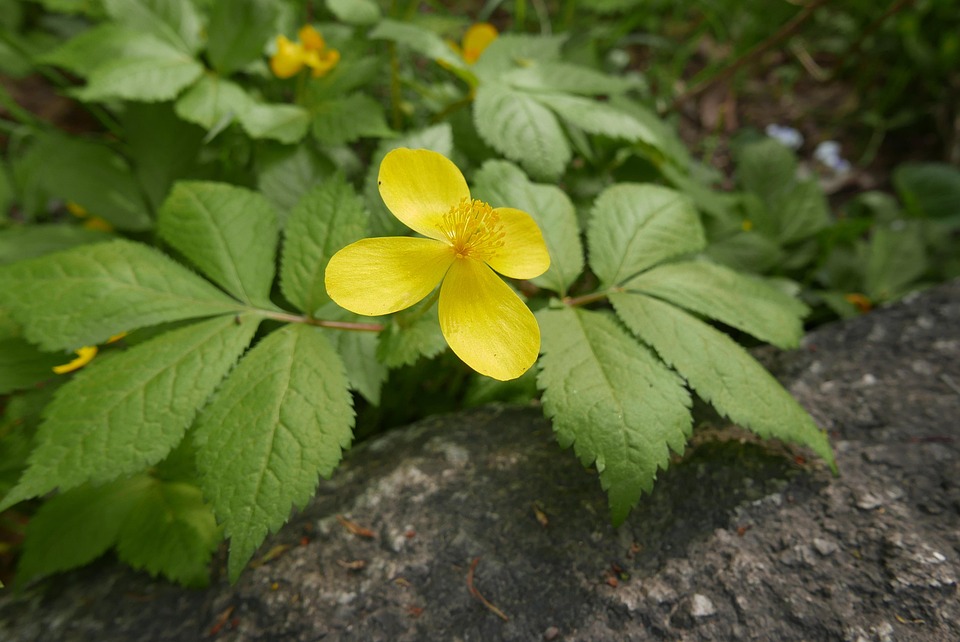 Flower Yellow Leaf - Free photo on Pixabay - Pixabay
