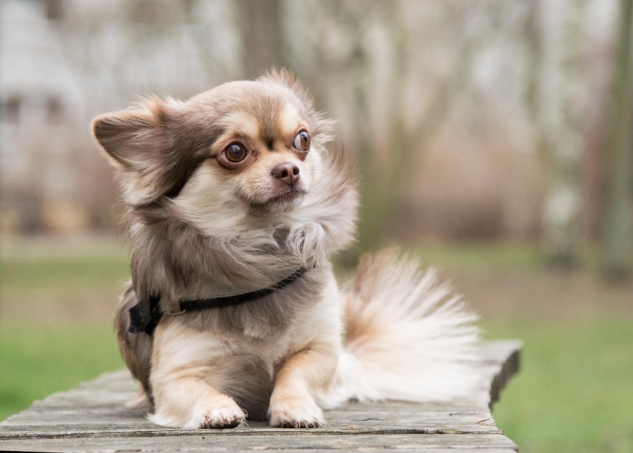 Plus de 900 images de Chihuahua et de Chien - Pixabay