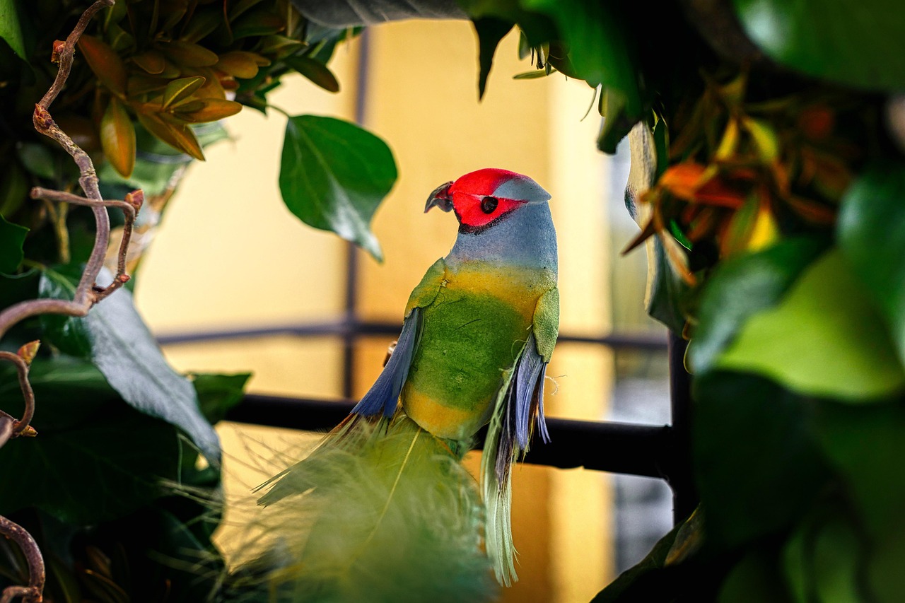 20,000+ Free Cute Budgie & Budgie Images - Pixabay