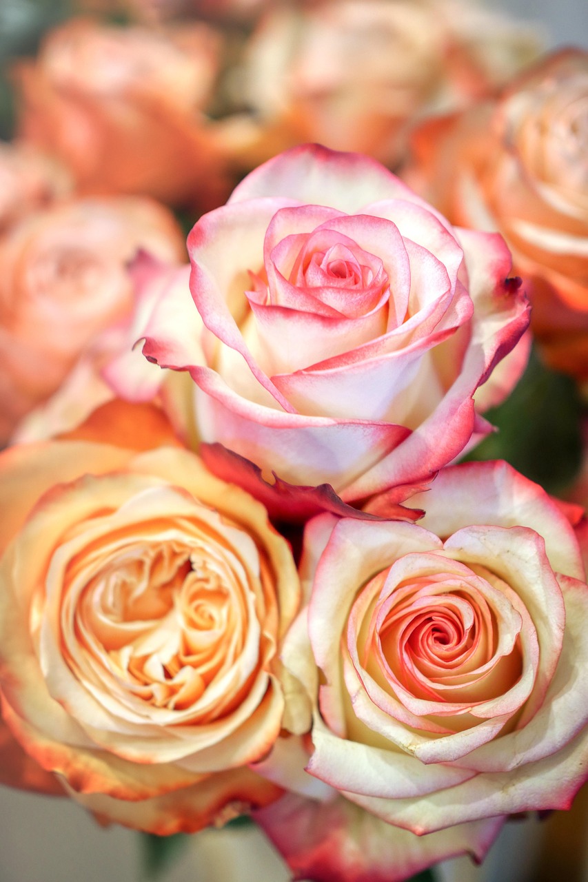 Rozen Bloem Bloesem Dol Zijn - Gratis foto op Pixabay - Pixabay