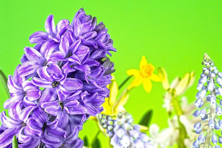 Jacinthes Images - Téléchargez des images gratuites - Pixabay