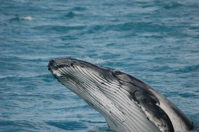 600+ Free Whale & Nature Photos - Pixabay
