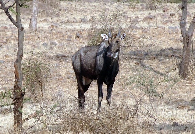 Nilgai Antelope Animal - Free photo on Pixabay - Pixabay