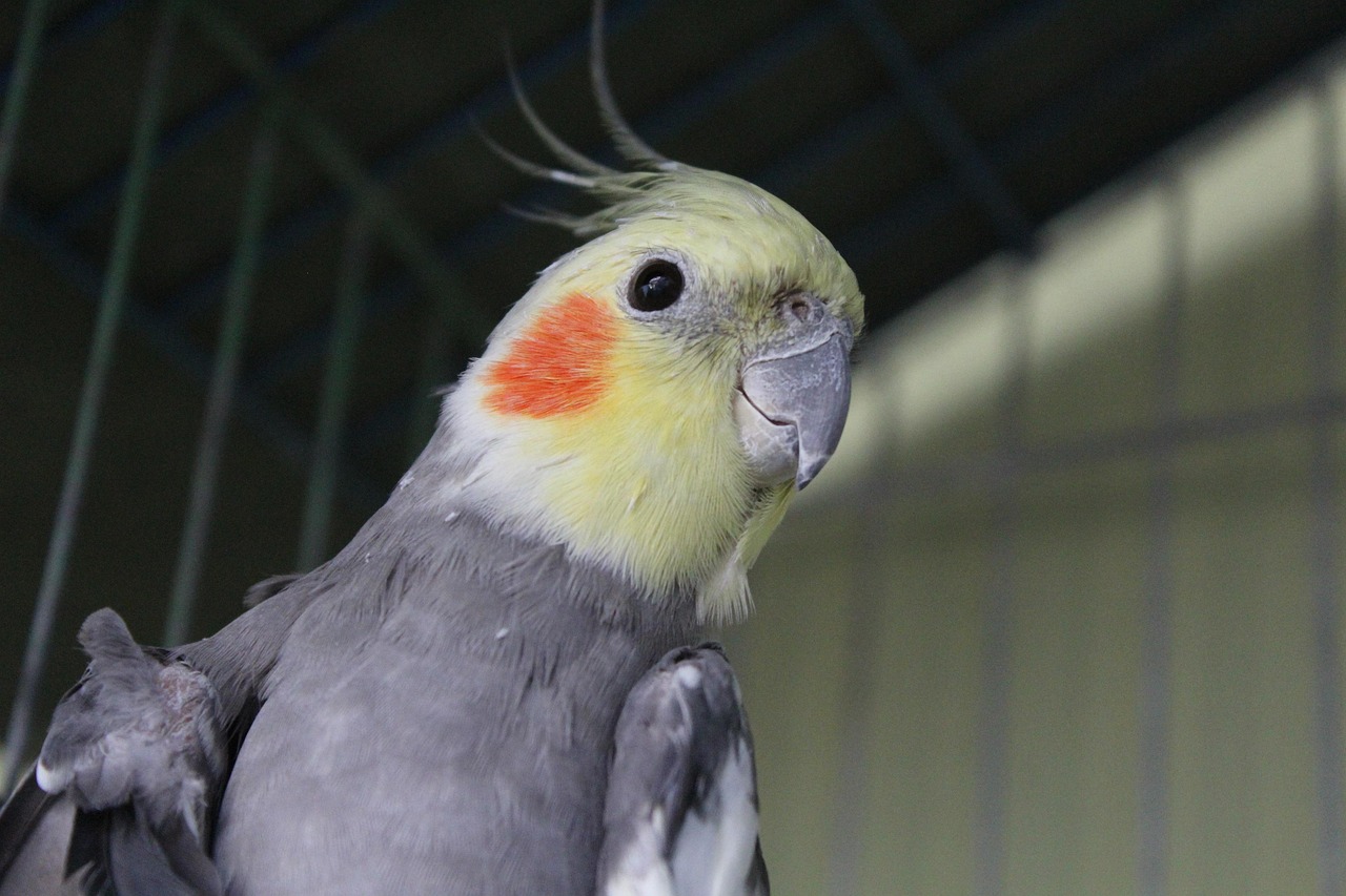 Bird Cacatua Yellow - Free photo on Pixabay - Pixabay
