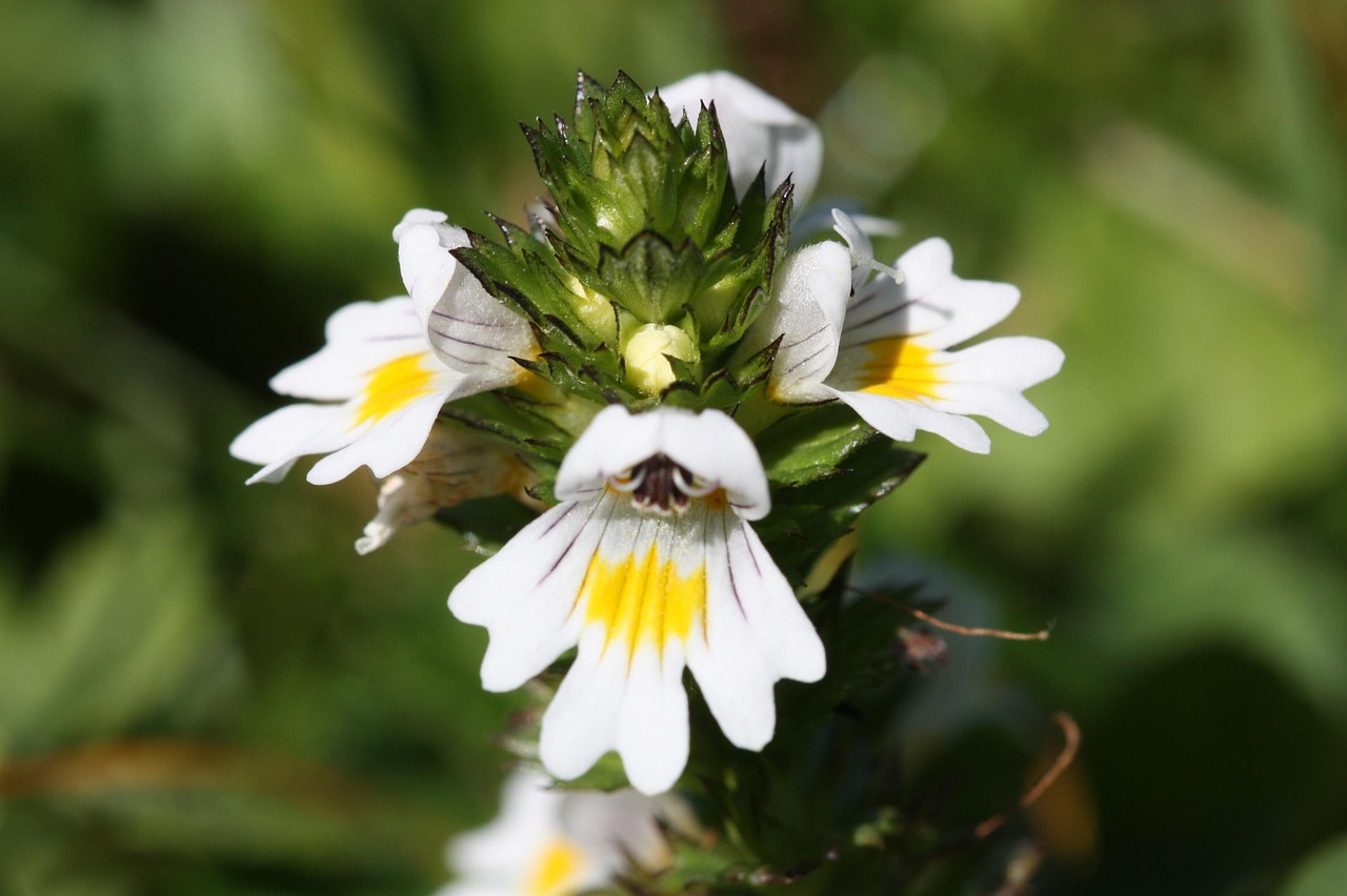 Flower Alm Summer - Free photo on Pixabay - Pixabay