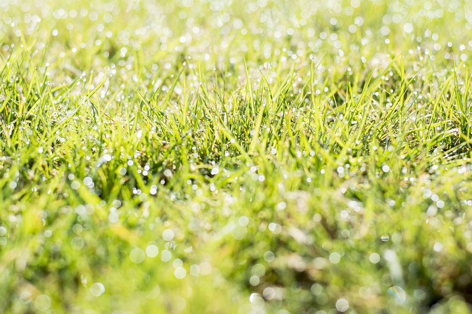 Gazon La Nature Vert - Photo gratuite sur Pixabay - Pixabay