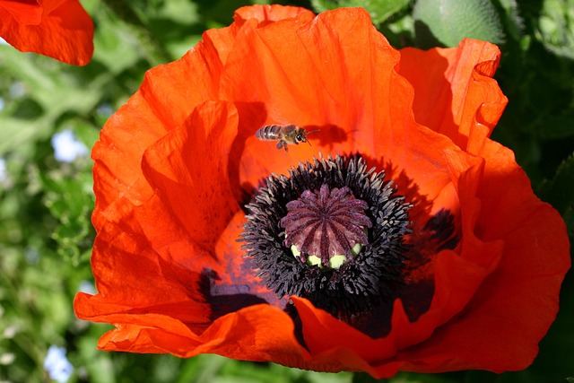 Poppy Close Up Corn Splendid - Free photo on Pixabay - Pixabay