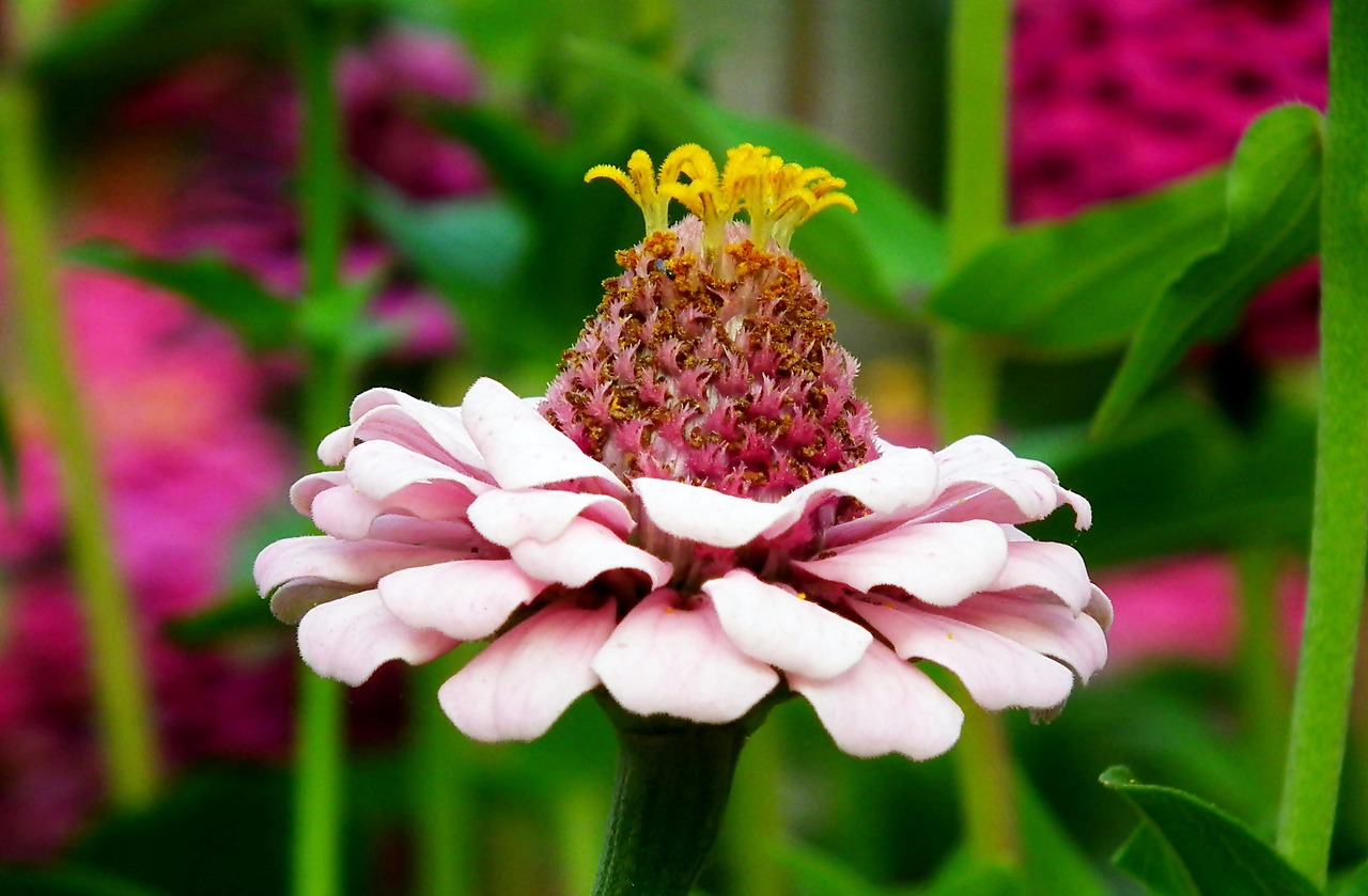 Zinnia Fiore Giardino - Foto gratis su Pixabay - Pixabay
