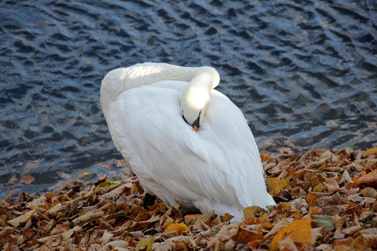 Swan Bird The Park - Free photo on Pixabay - Pixabay