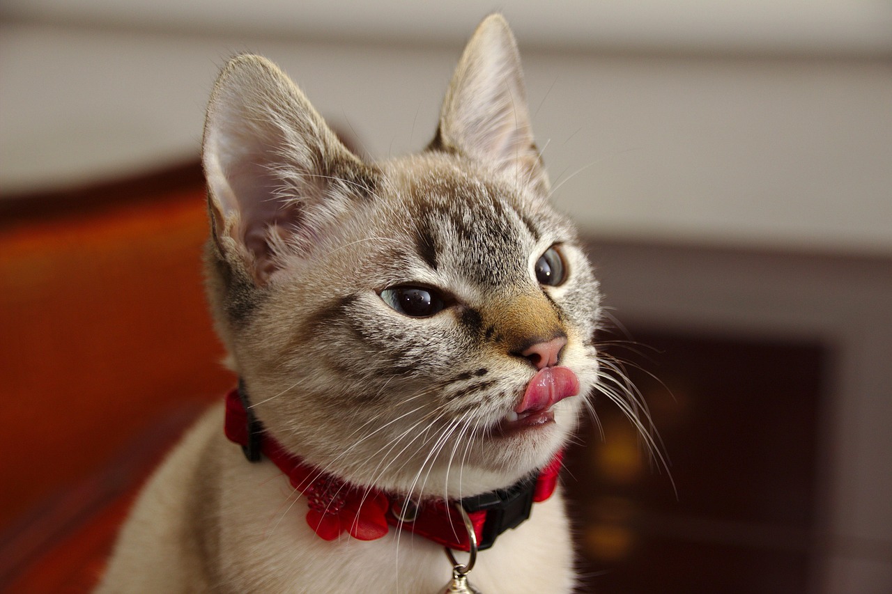 The Cat Cute Fluffy - Free photo on Pixabay - Pixabay