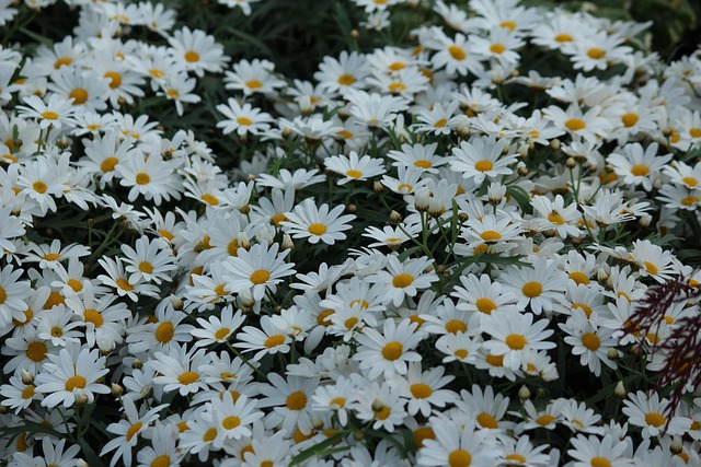 Prado Flor Margarida - Foto gratuita no Pixabay - Pixabay