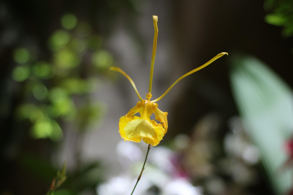 Blume Orchidee Pflanze - Kostenloses Foto auf Pixabay