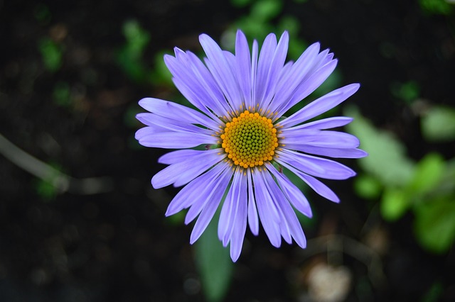 Violet Flora Primavera - Foto gratis su Pixabay