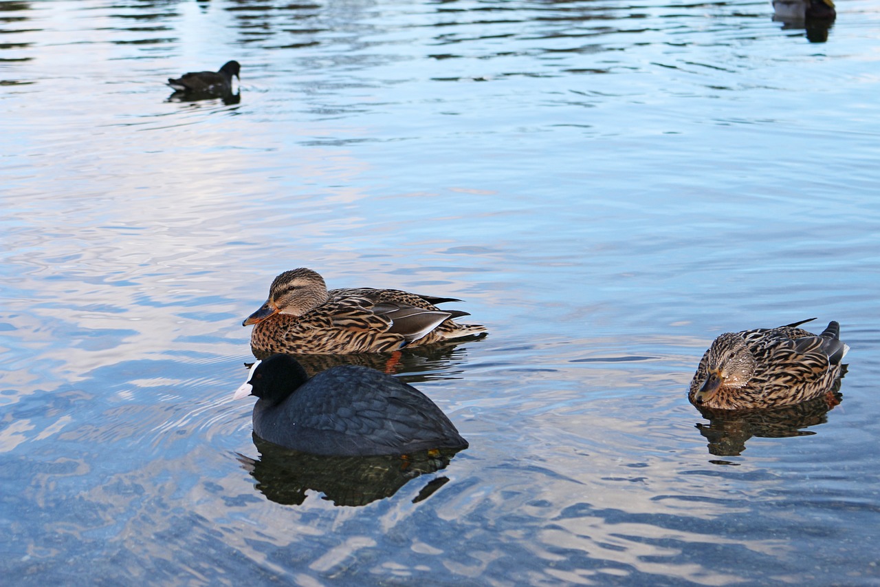 Ducks Duck Floating - Free photo on Pixabay - Pixabay