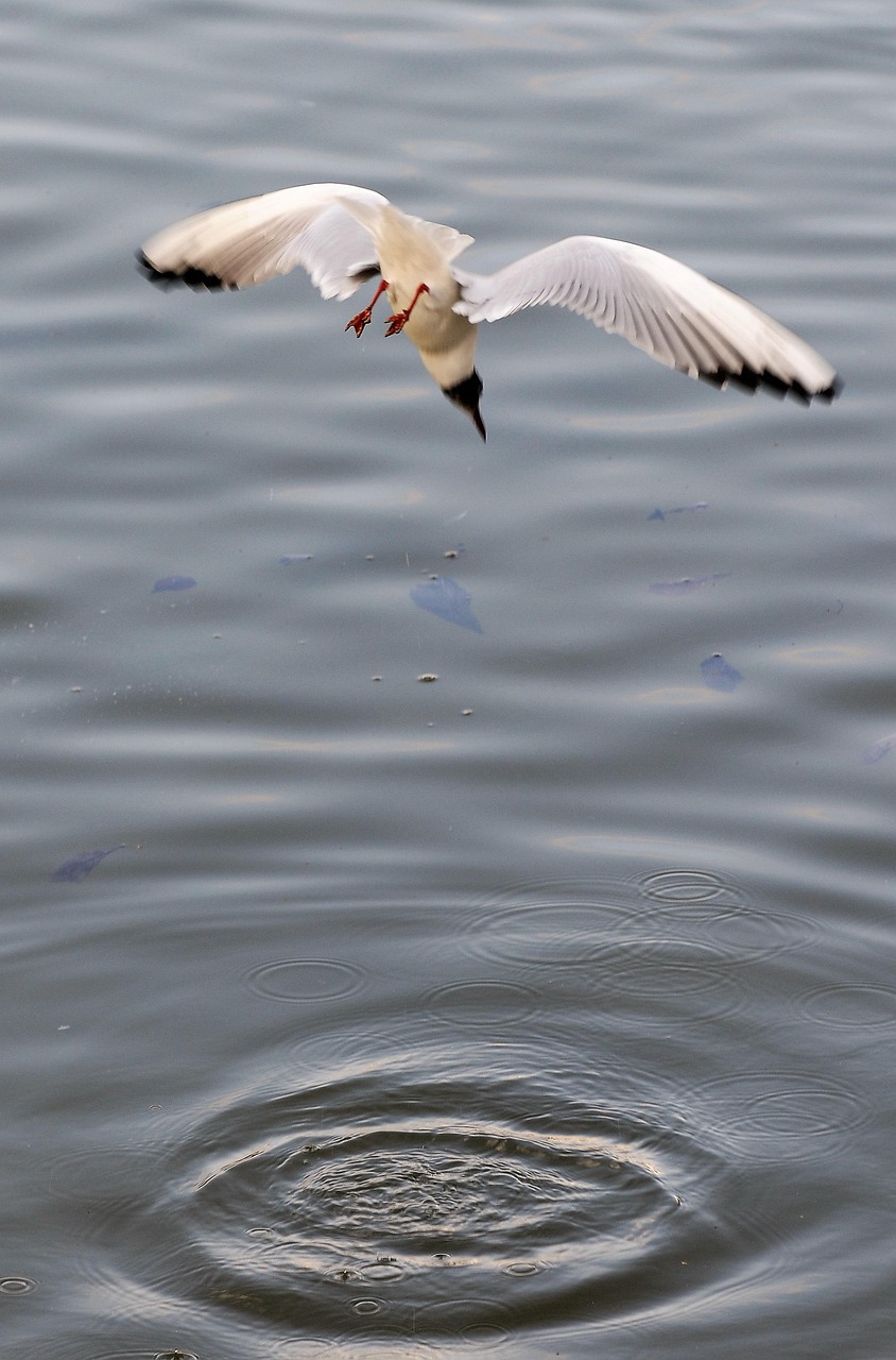 Seagull Fishing Flight - Free photo on Pixabay - Pixabay
