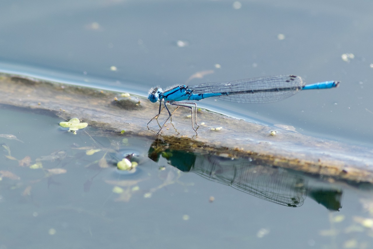 600+ Free Damselfly & Dragonfly Images - Pixabay