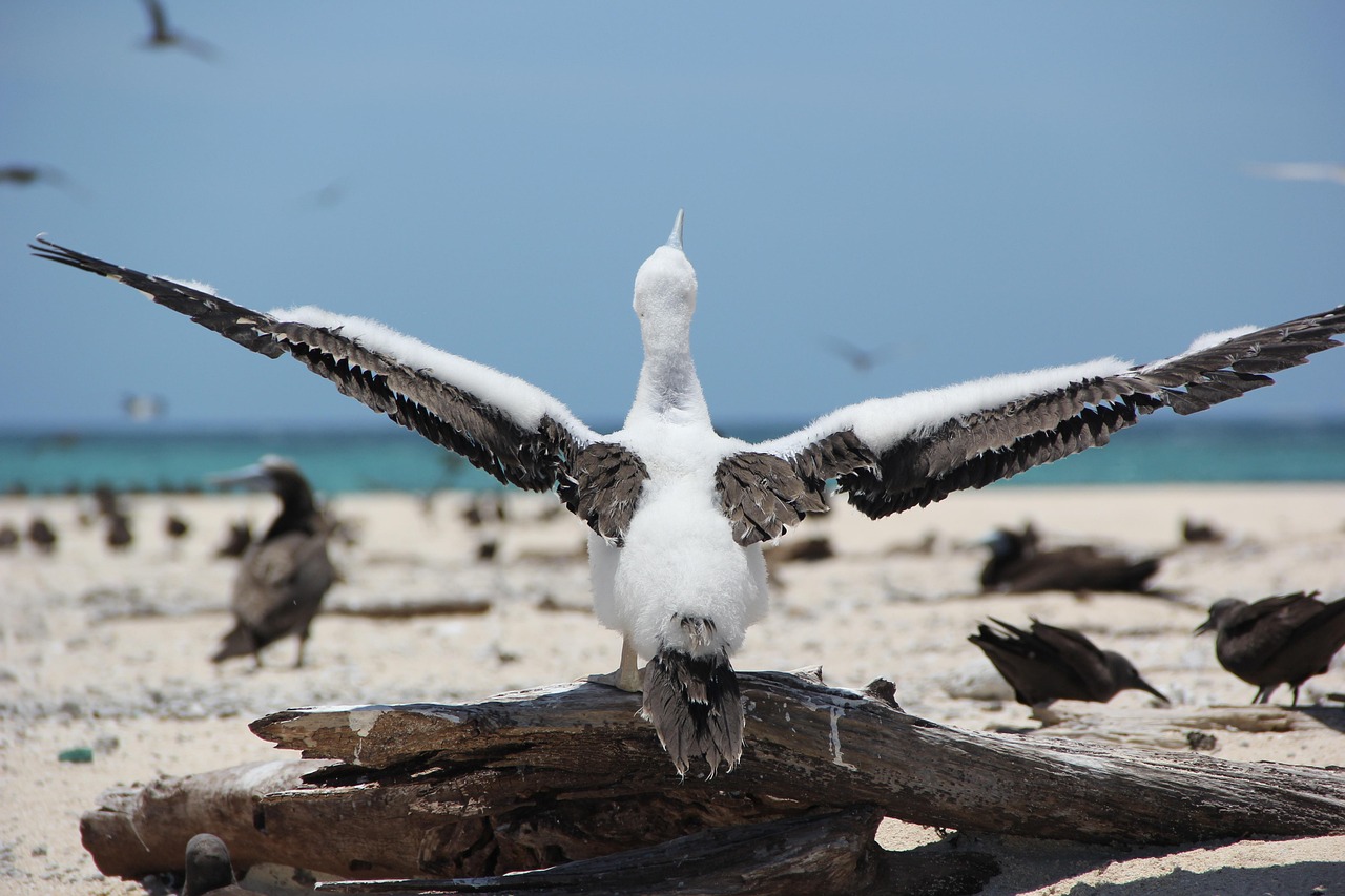 1,000+ Free Sanctuary & Nature Images - Pixabay