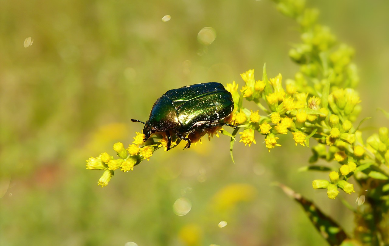 Kruszczyca Złotawka Kumbang - Foto gratis di Pixabay - Pixabay