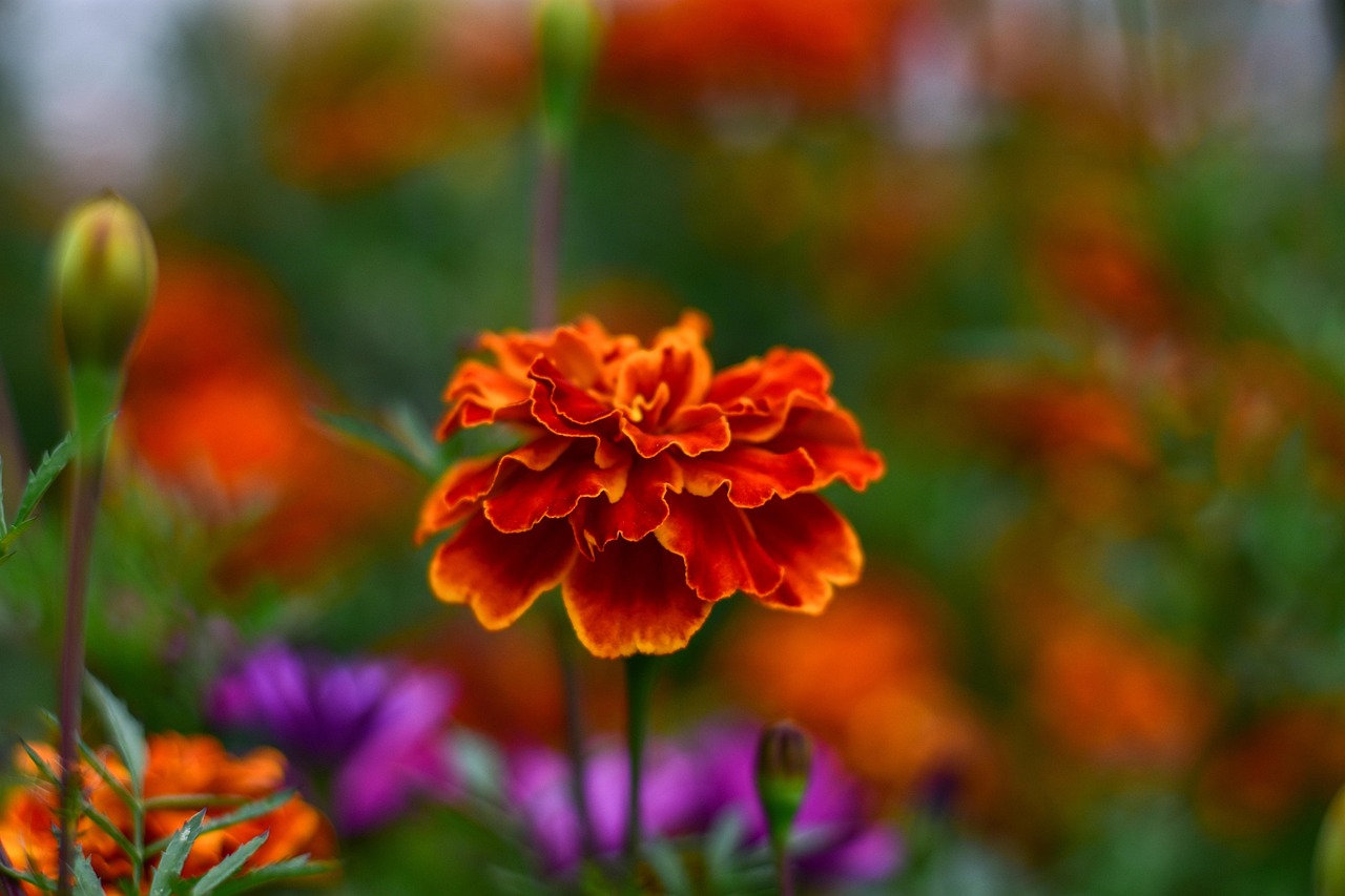 Nature Fleurs Jardin - Photo gratuite sur Pixabay - Pixabay
